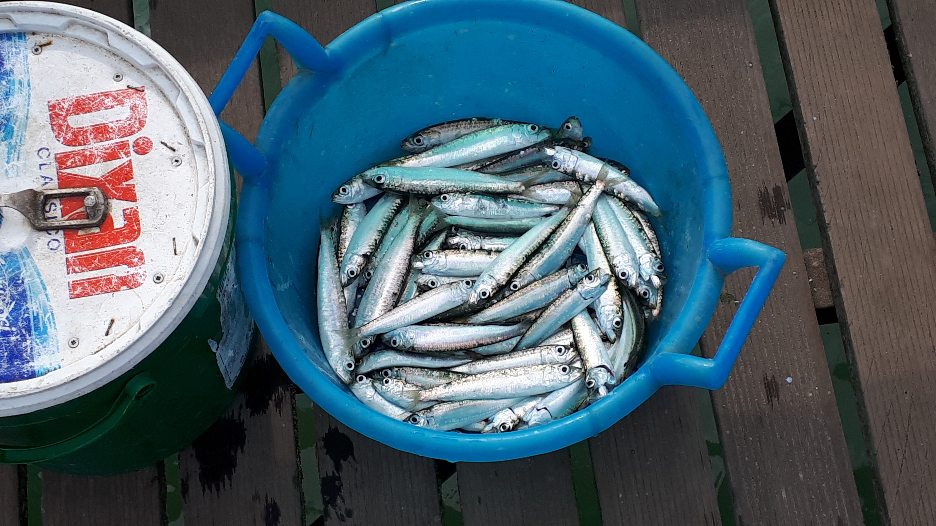 Pesca en el Lido di Volano (Ferrara, Italia). – Venezia e il Veneto